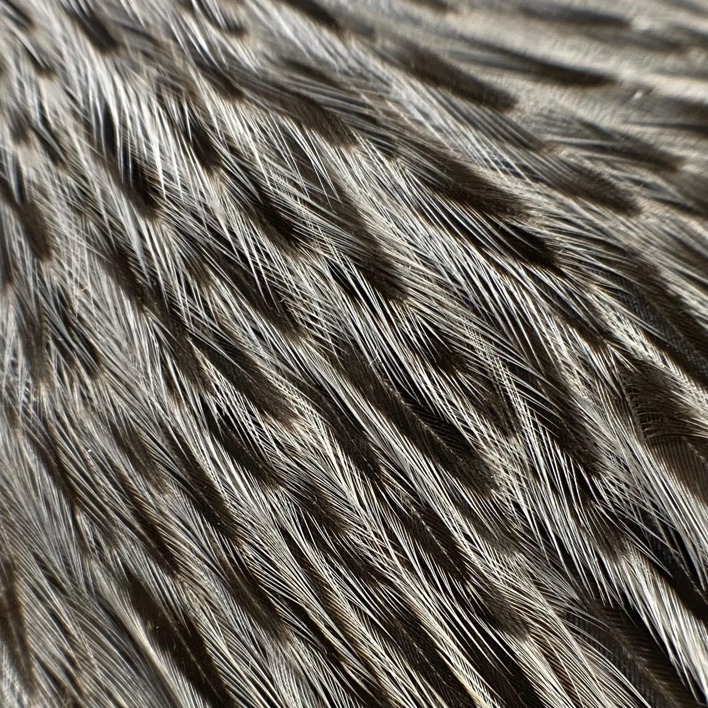 Fly Tying Soft Hackle – Fly Fish Food